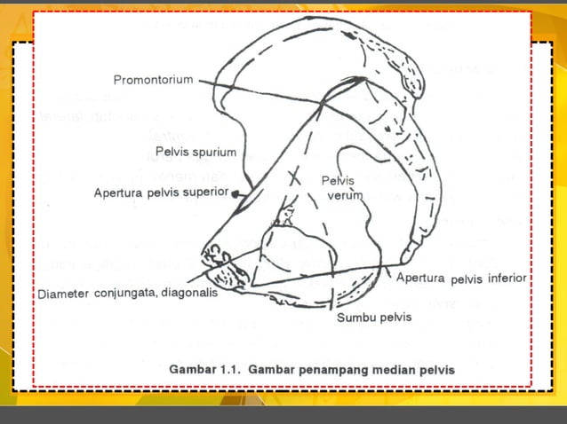 PPT anatomi panggul dan siklus hormonal wanita | PPT