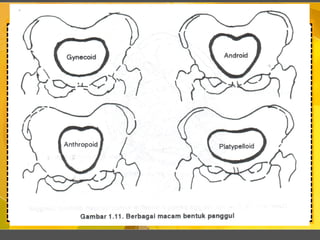 PPT anatomi panggul dan siklus hormonal wanita | PPT