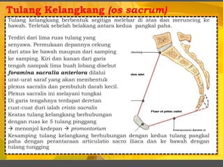 PPT anatomi panggul dan siklus hormonal wanita | PPT