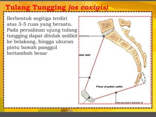 PPT anatomi panggul dan siklus hormonal wanita | PPT