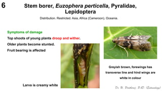 Pests of Chillies_Identification_IPM_Dr.UPR.pdf