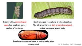 Pests of Chillies_Identification_IPM_Dr.UPR.pdf | Agriculture | Industries