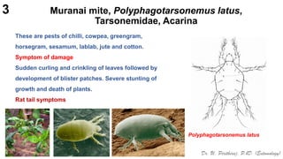 Pests of Chillies_Identification_IPM_Dr.UPR.pdf | Agriculture | Industries