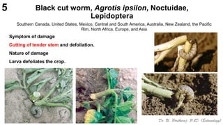 Pests of Onion and Garlic_Bionomics_IPM_Dr.UPR.pdf