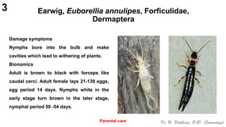 Pests of Onion and Garlic_Bionomics_IPM_Dr.UPR.pdf