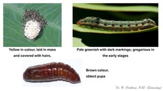 Pests of Onion and Garlic_Bionomics_IPM_Dr.UPR.pdf