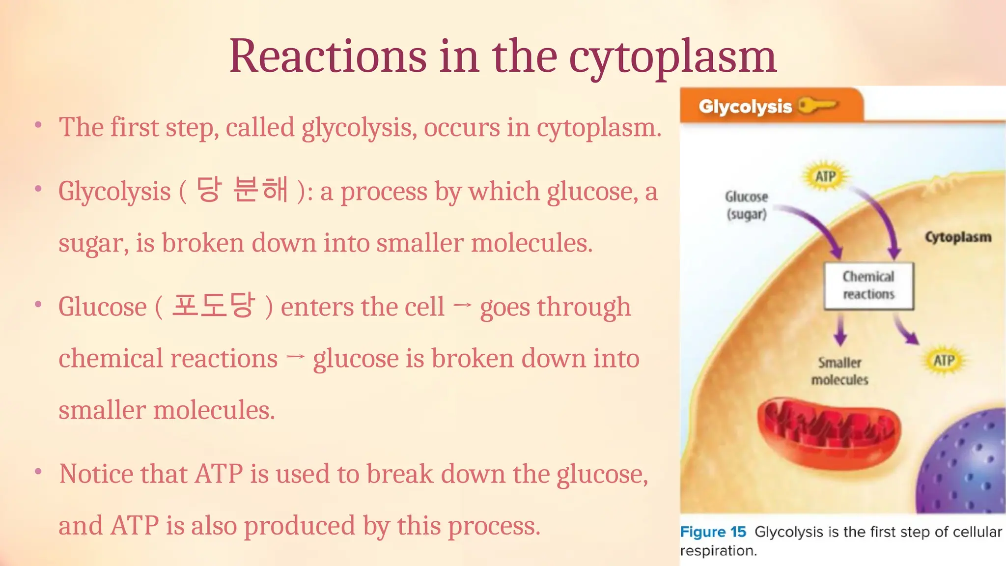 Cells and Energy for middle school life science | PPT