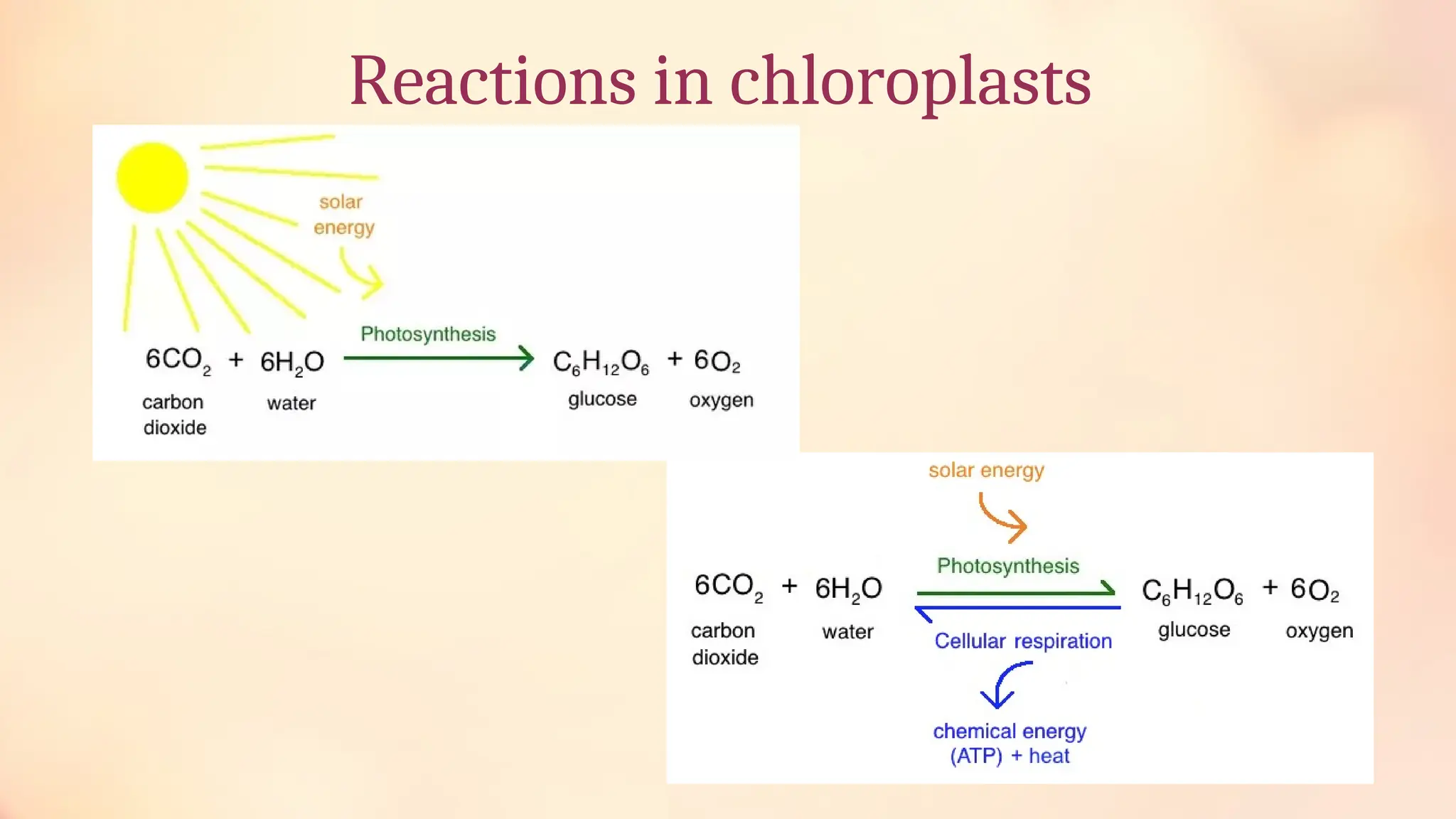 Cells and Energy for middle school life science | PPTX