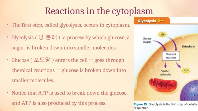 Cells and Energy for middle school life science | PPT