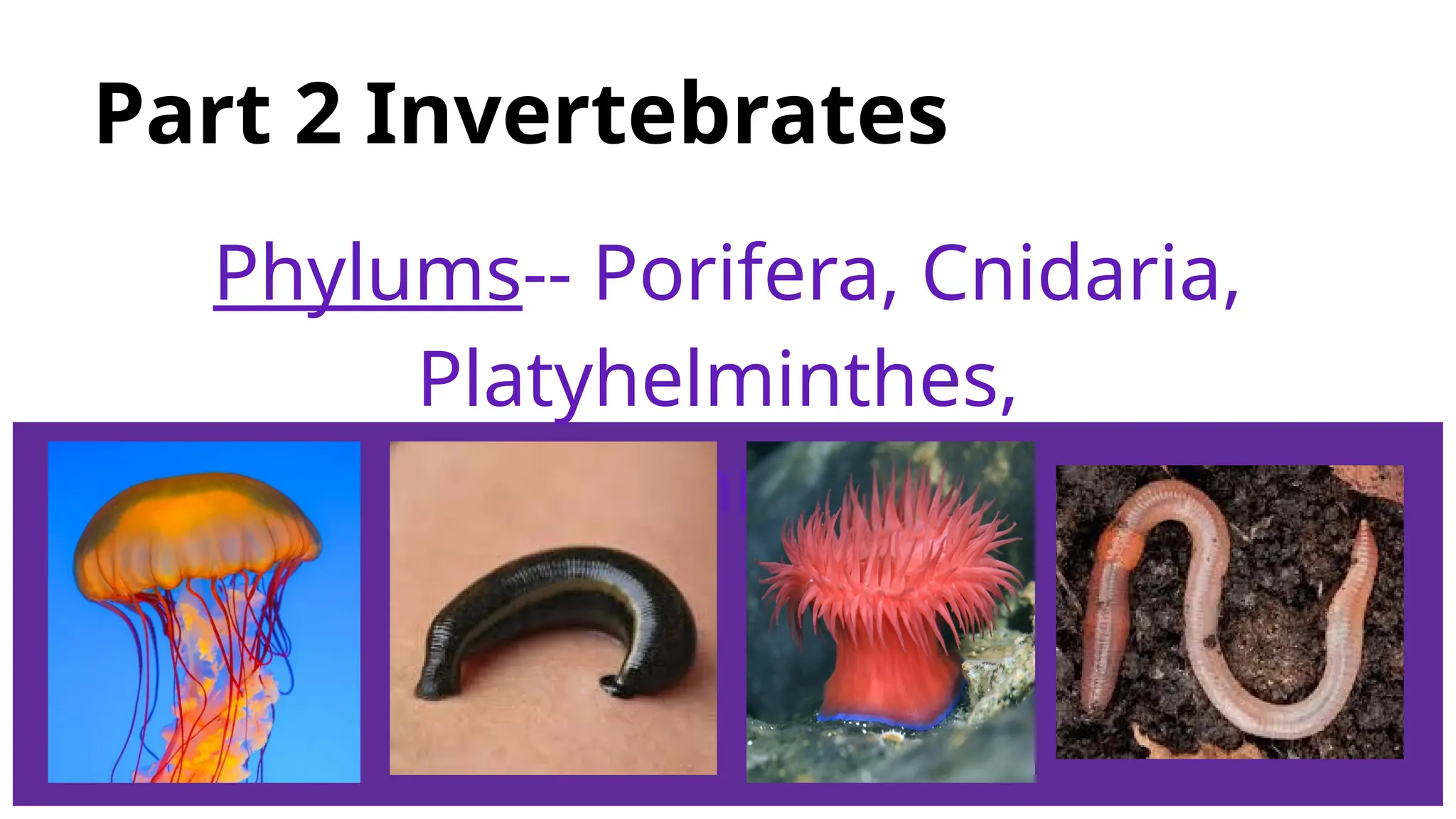 2.1 Invertebrates Porifera, Cnidaria, Platyhelminthes, Annelida.pptx