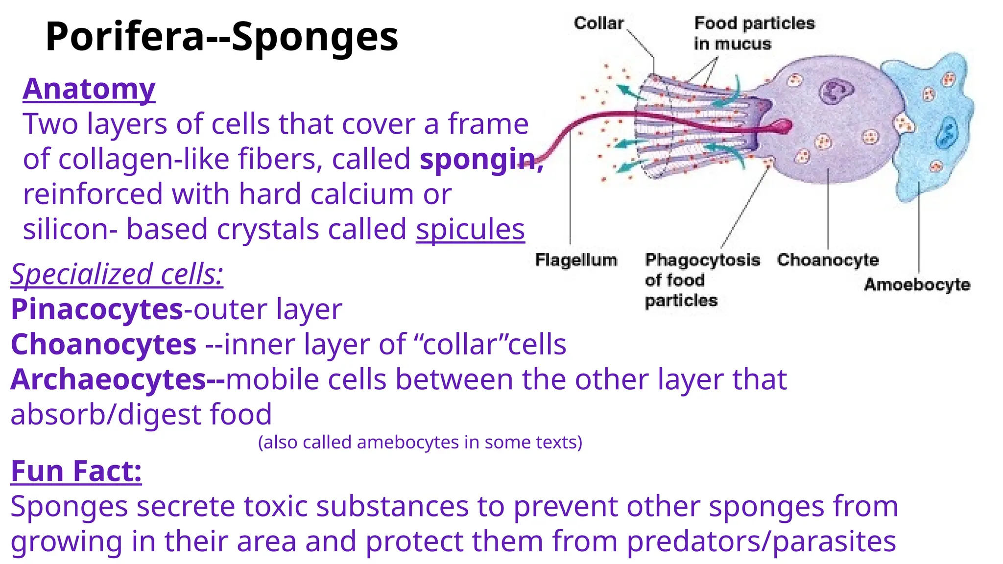2.1 Invertebrates Porifera, Cnidaria, Platyhelminthes, Annelida.pptx