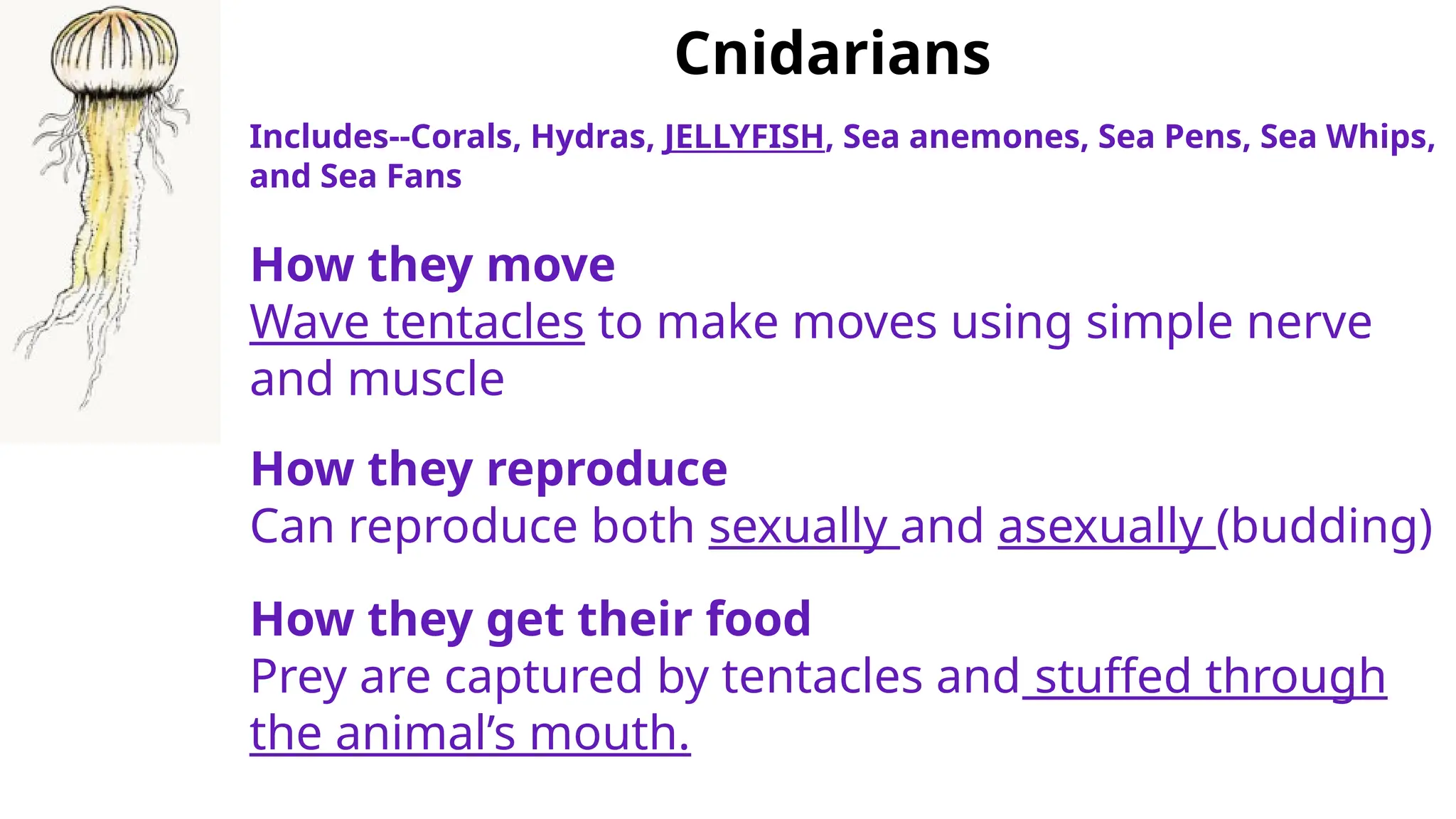 2.1 Invertebrates Porifera, Cnidaria, Platyhelminthes, Annelida.pptx
