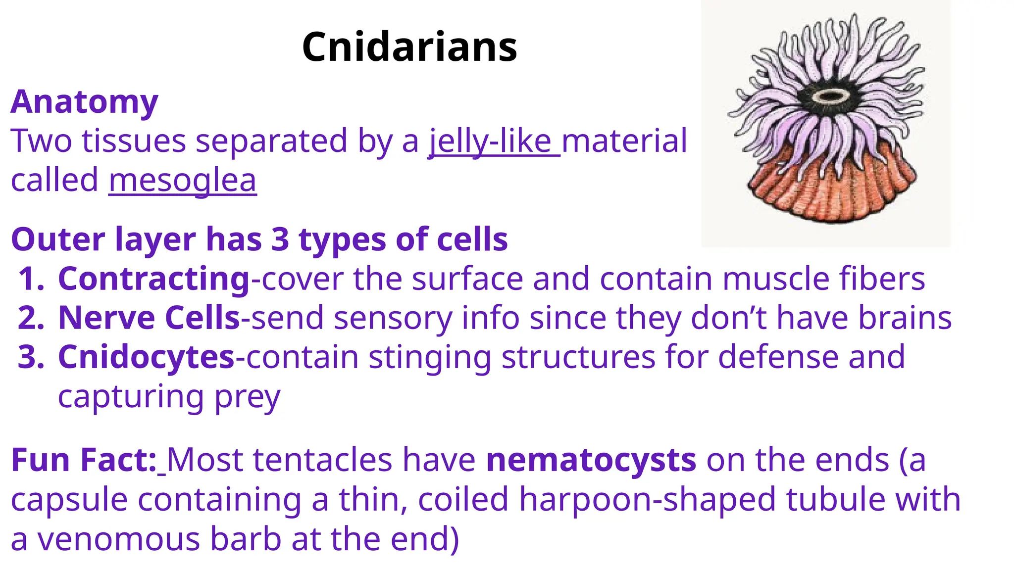 2.1 Invertebrates Porifera, Cnidaria, Platyhelminthes, Annelida.pptx
