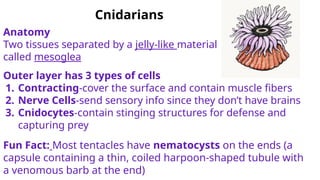2.1 Invertebrates Porifera, Cnidaria, Platyhelminthes, Annelida.pptx