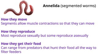 2.1 Invertebrates Porifera, Cnidaria, Platyhelminthes, Annelida.pptx