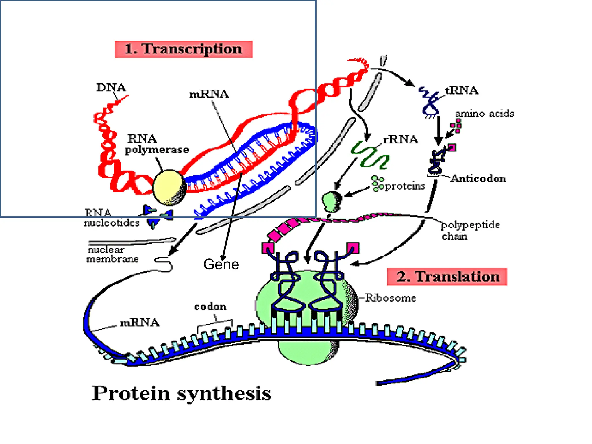 2.4. Central Dogma of Molecular Biology(Protein Synthesis).pptx ...