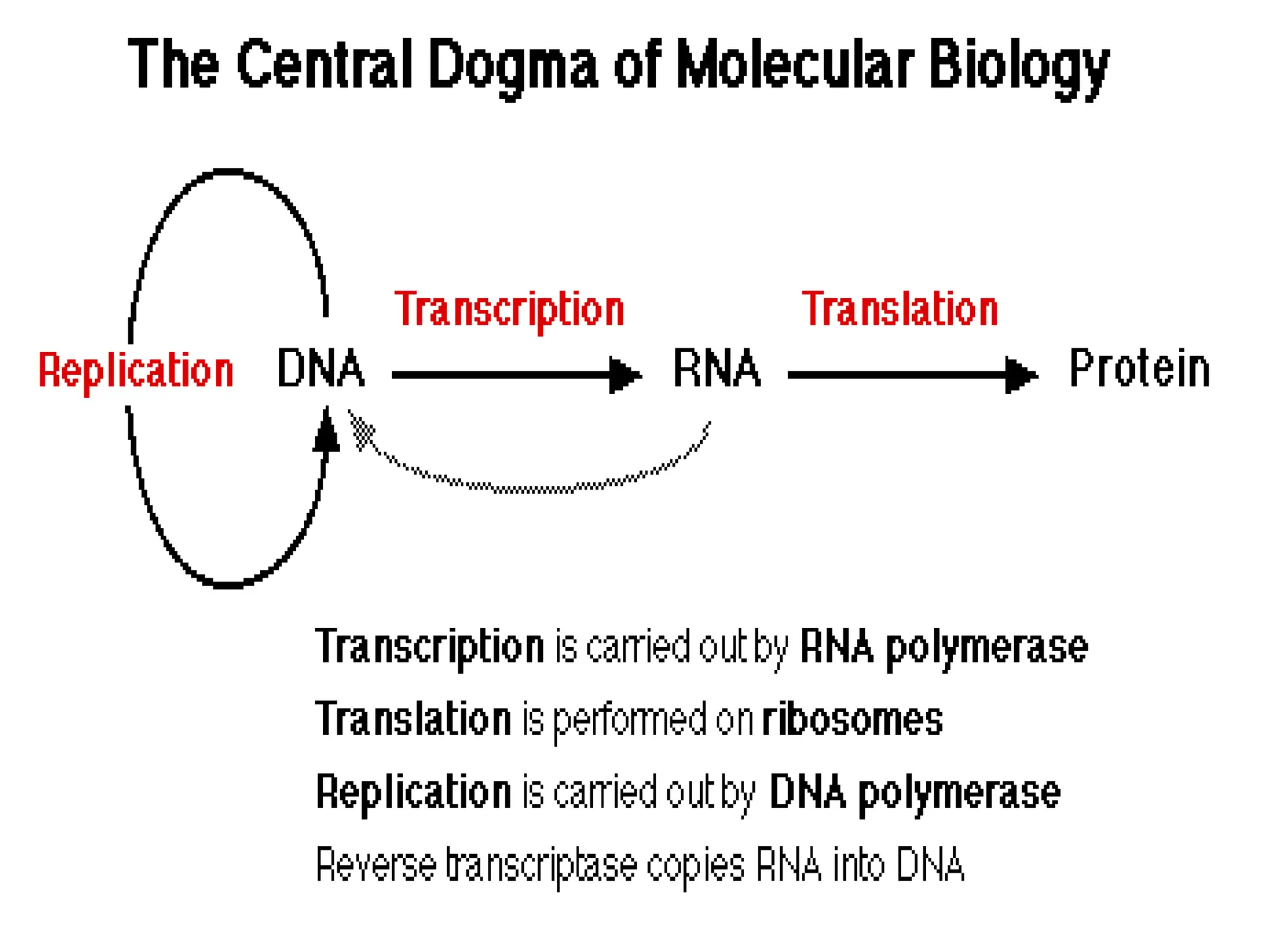 2.4. Central Dogma of Molecular Biology(Protein Synthesis).pptx | Biological Sciences | Science