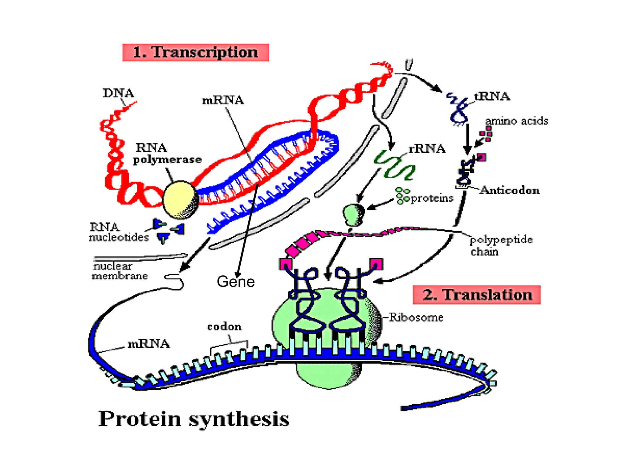 2.4. Central Dogma of Molecular Biology(Protein Synthesis).pptx ...