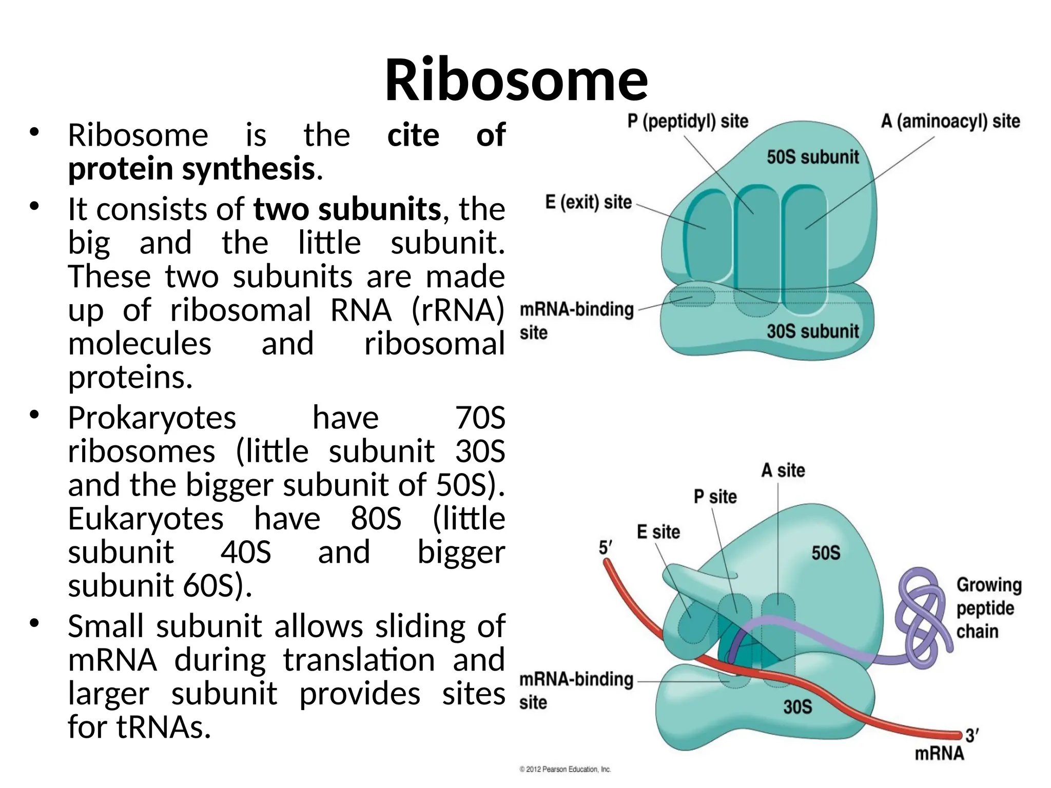 2.4. Central Dogma of Molecular Biology(Protein Synthesis).pptx