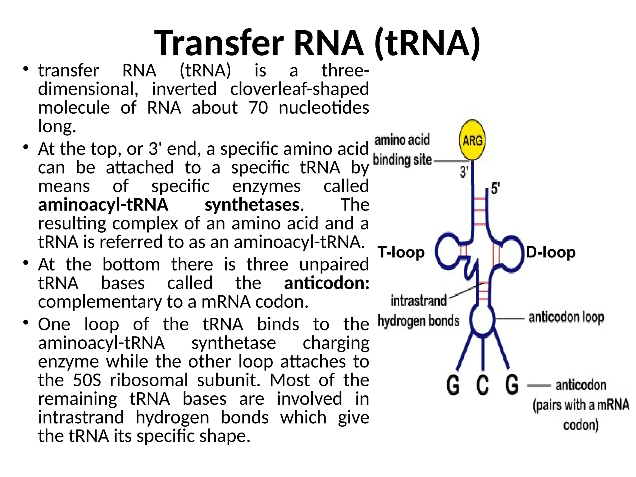 2.4. Central Dogma of Molecular Biology(Protein Synthesis).pptx