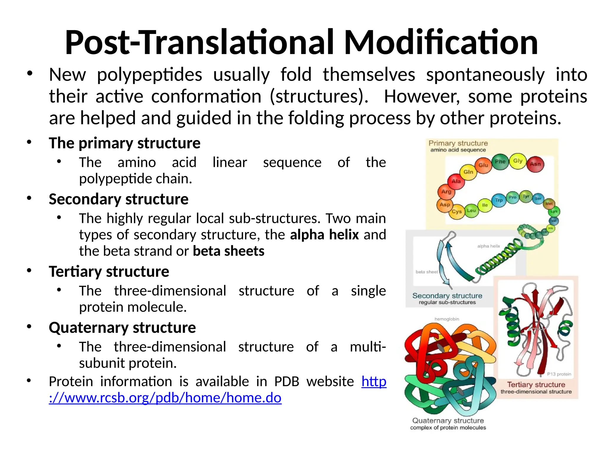 2.4. Central Dogma of Molecular Biology(Protein Synthesis).pptx