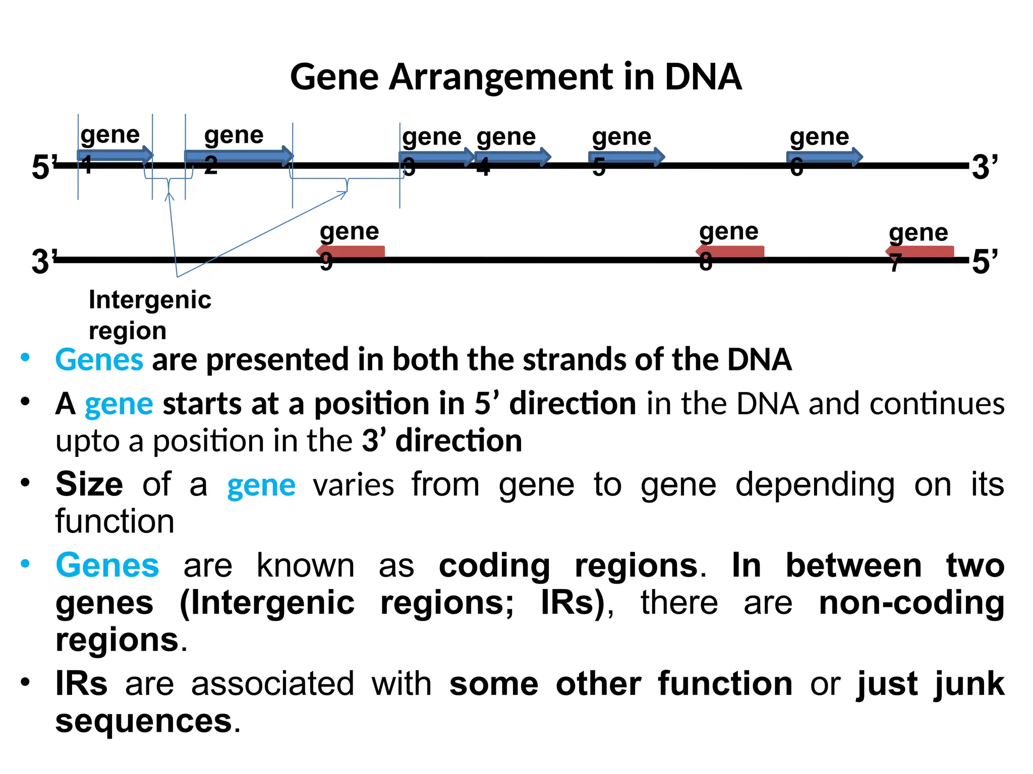 2.4. Central Dogma of Molecular Biology(Protein Synthesis).pptx