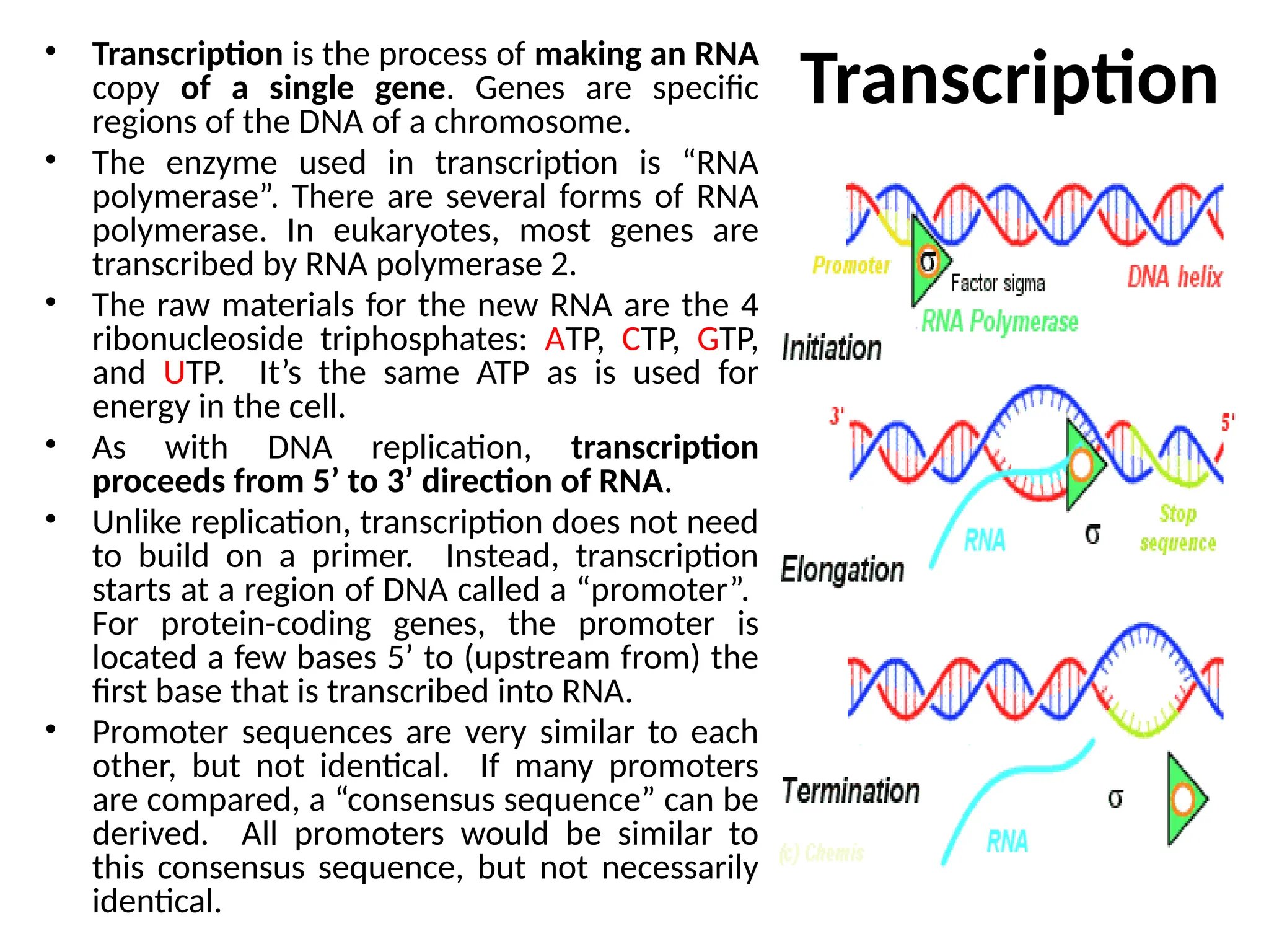 2.4. Central Dogma of Molecular Biology(Protein Synthesis).pptx ...