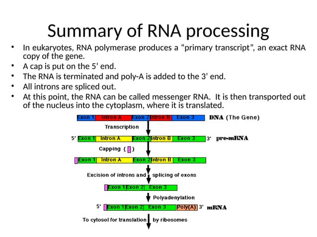 2.4. Central Dogma of Molecular Biology(Protein Synthesis).pptx ...