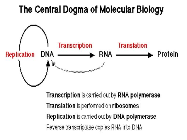 2.4. Central Dogma of Molecular Biology(Protein Synthesis).pptx ...