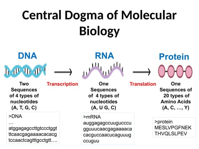 2.4. Central Dogma of Molecular Biology(Protein Synthesis).pptx ...