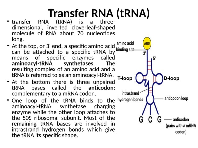 2.4. Central Dogma of Molecular Biology(Protein Synthesis).pptx ...