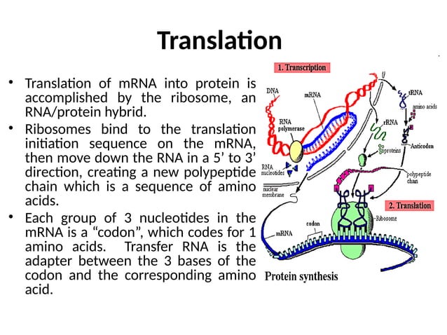 2.4. Central Dogma of Molecular Biology(Protein Synthesis).pptx ...