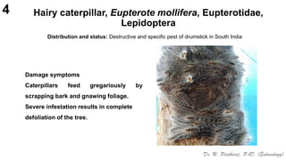 Pests of Moringa_Identification_Dr.UPR.pdf