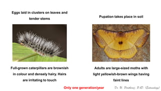 Pests of Moringa_Identification_Dr.UPR.pdf