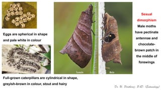 Pests of Moringa_Identification_Dr.UPR.pdf