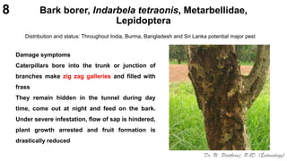 Pests of Moringa_Identification_Dr.UPR.pdf