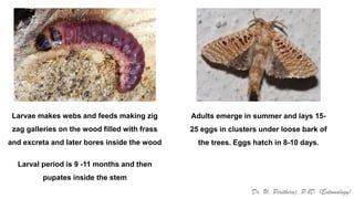Pests of Moringa_Identification_Dr.UPR.pdf