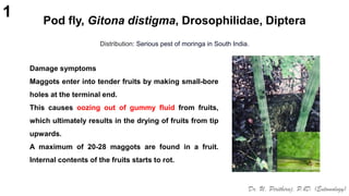 Pests of Moringa_Identification_Dr.UPR.pdf