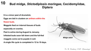 Pests of Moringa_Identification_Dr.UPR.pdf