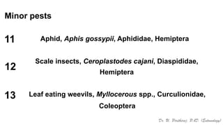 Pests of Moringa_Identification_Dr.UPR.pdf