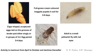 Pests of Moringa_Identification_Dr.UPR.pdf