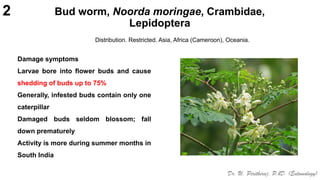 Pests of Moringa_Identification_Dr.UPR.pdf