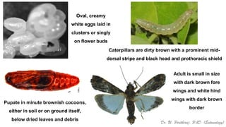 Pests of Moringa_Identification_Dr.UPR.pdf