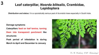 Pests of Moringa_Identification_Dr.UPR.pdf