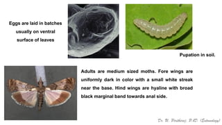 Pests of Moringa_Identification_Dr.UPR.pdf