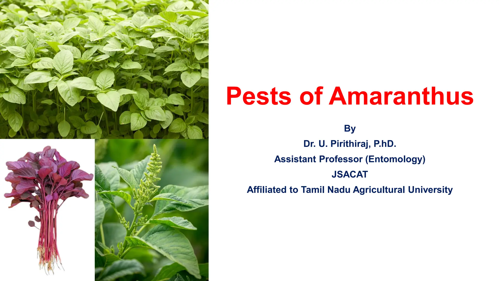 Pests of Amaranthus_Bionomics_Management_Dr.UPR.pdf