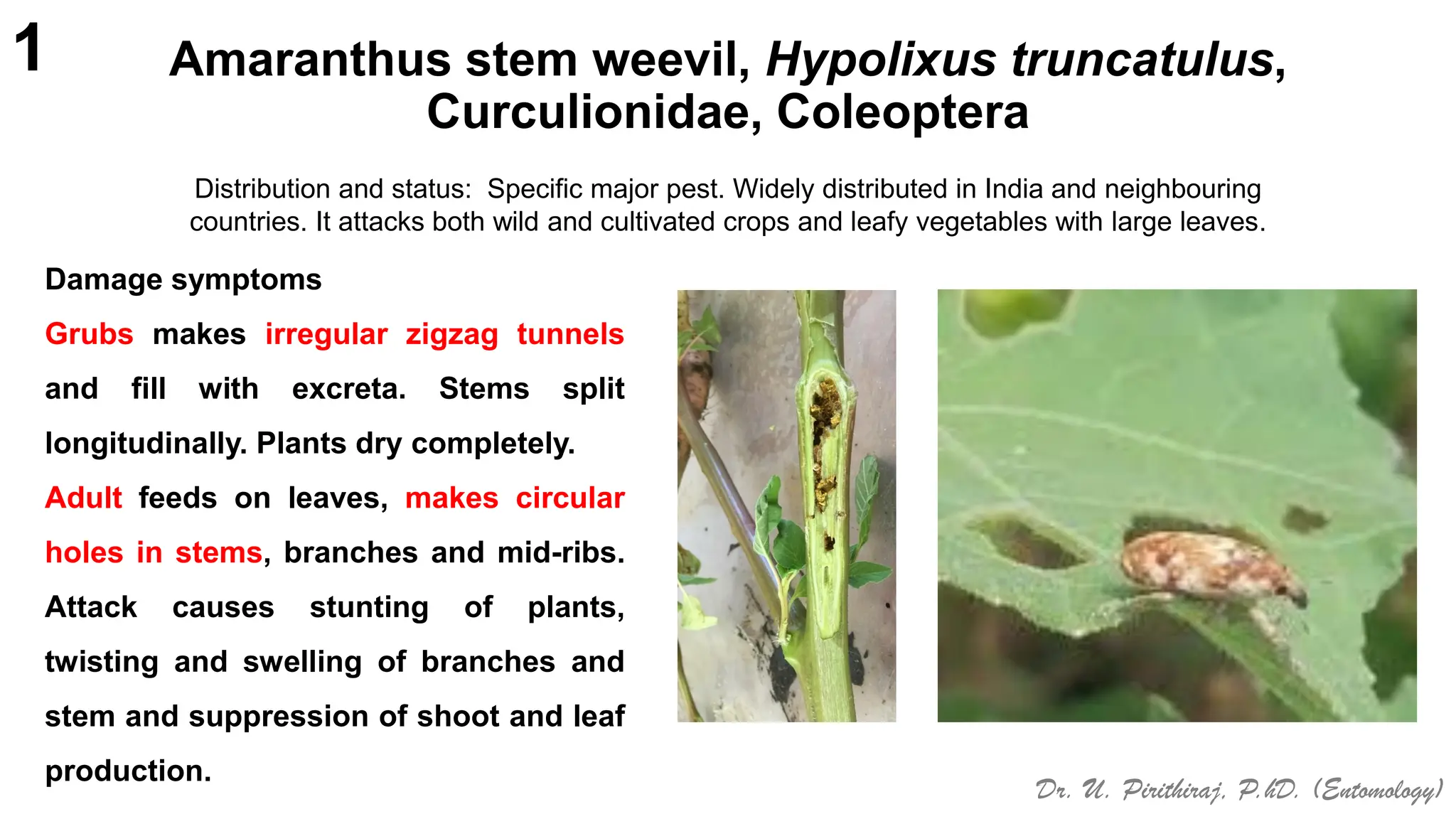 Pests of Amaranthus_Bionomics_Management_Dr.UPR.pdf