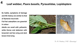 Pests of Amaranthus_Bionomics_Management_Dr.UPR.pdf