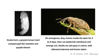 Pests of Amaranthus_Bionomics_Management_Dr.UPR.pdf