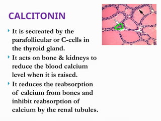 Anatomy & Physiology of Thyroid and parathyroid gland.pptx